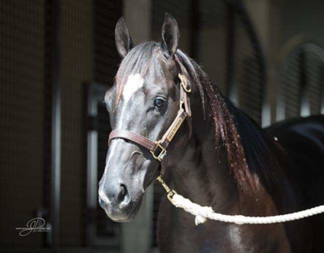 Slye-By-Design-head-shot-3 (1).jpg