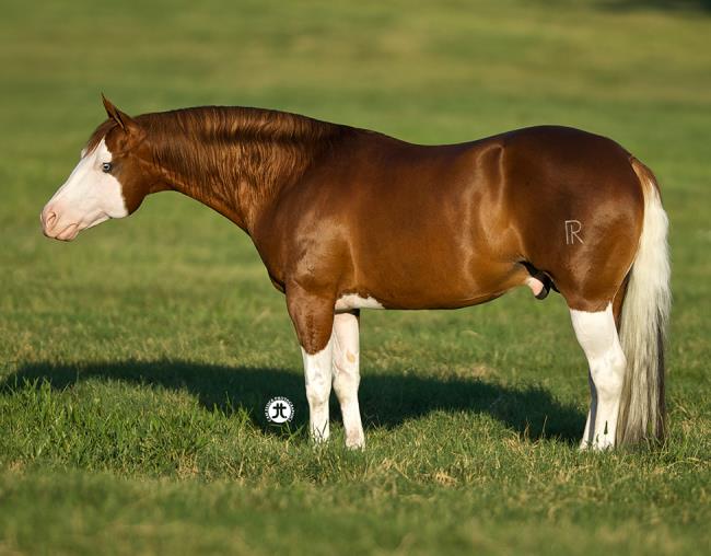 CSG_profile2 (2).jpg