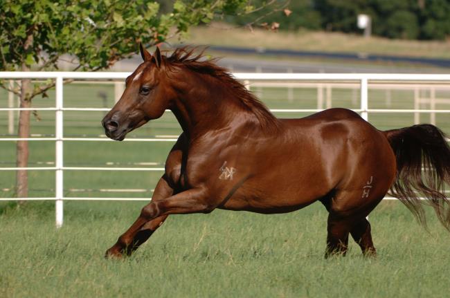 tr dual rey - 1 (1)brand.JPG