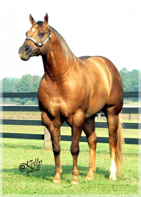 Impressive Halter Horse