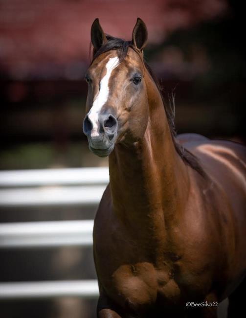 Go To Moons Stallion