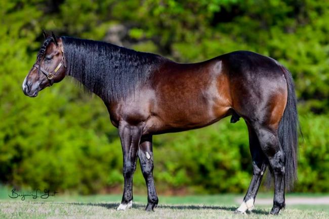 Dark Bay Quarter Horse