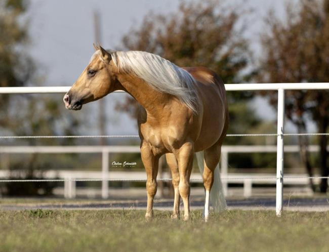 a4877203-89eb-420b-98ee-8b63fecb14fb-stallion_photos-new-pics-just ...